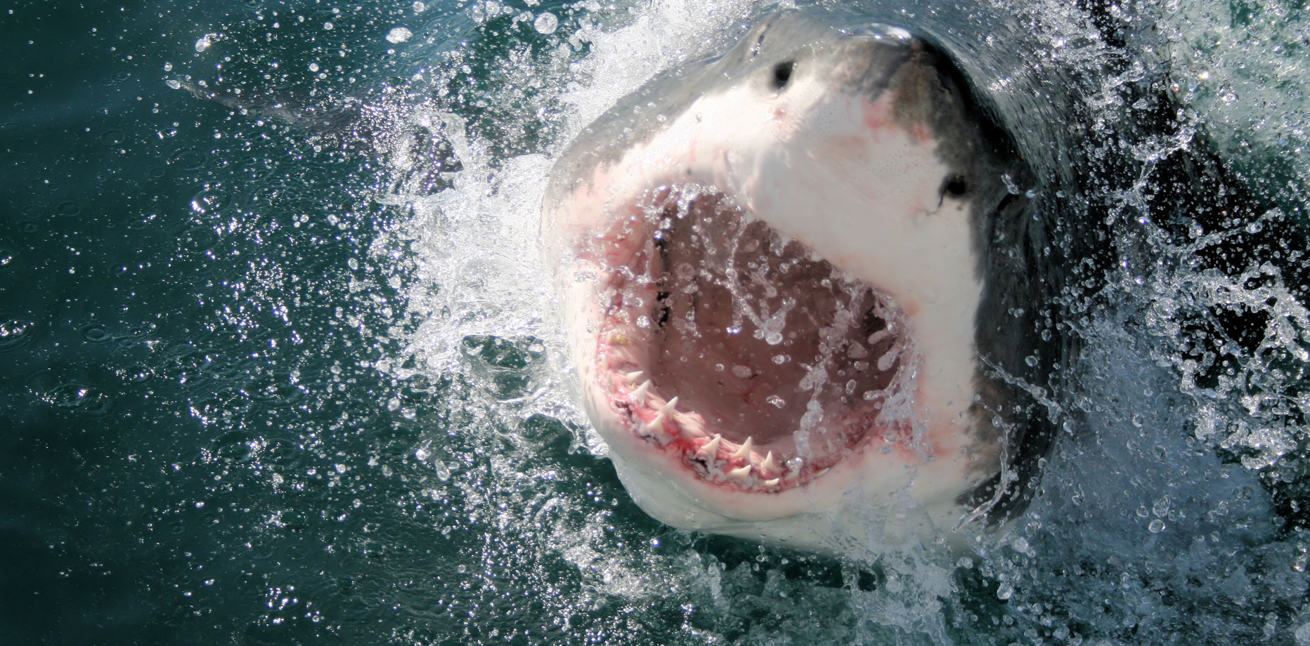 shark-1 - Phils5cents